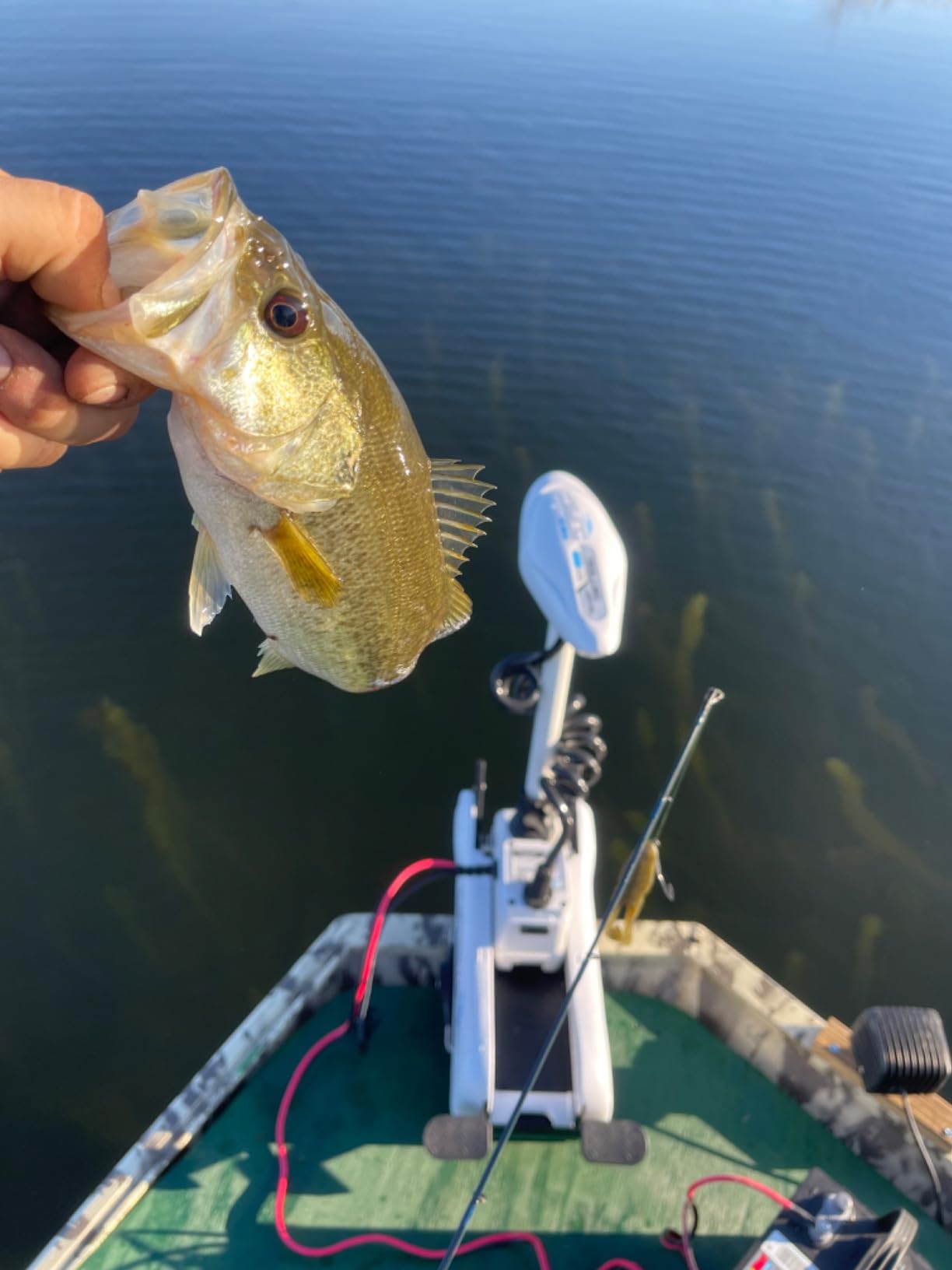 $23/mo - Finance AQUOS HASWING Black 12V55LBS 54inch Bow Mount Trolling ...