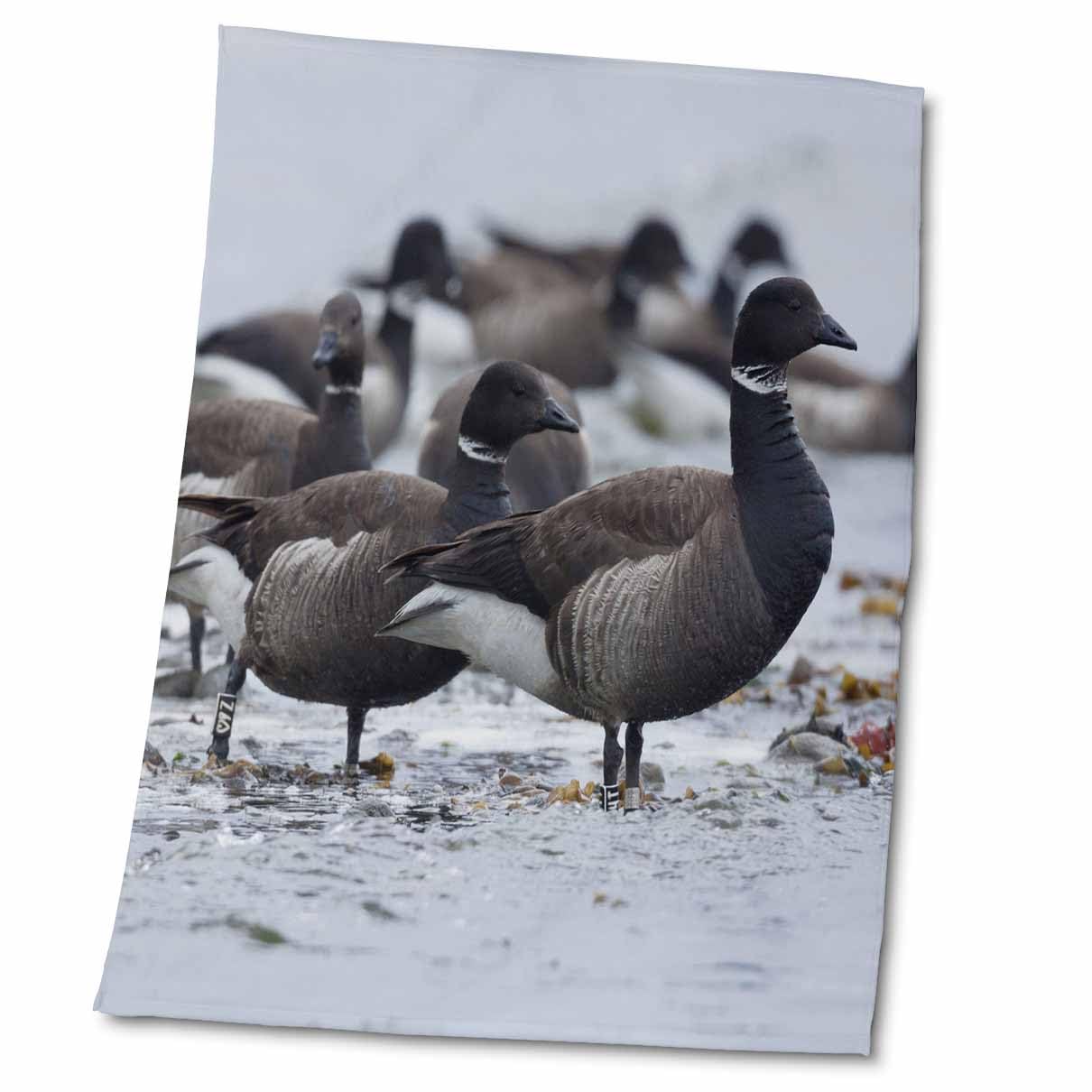 Brant Goose Migration
