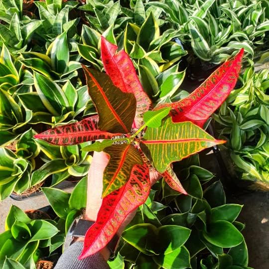 Crotton Codiaeum Variegatum 'Nervia' Indoor House Plant Variegated : Amazon.co.uk: Garden