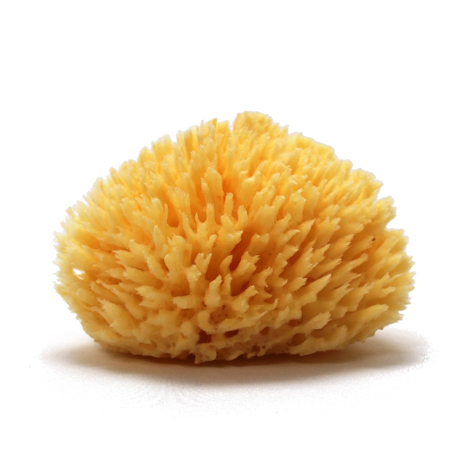 YOGAESSE Natural Wool Sea Sponge | Premium Bath Sponge for a Foamy Soap ...
