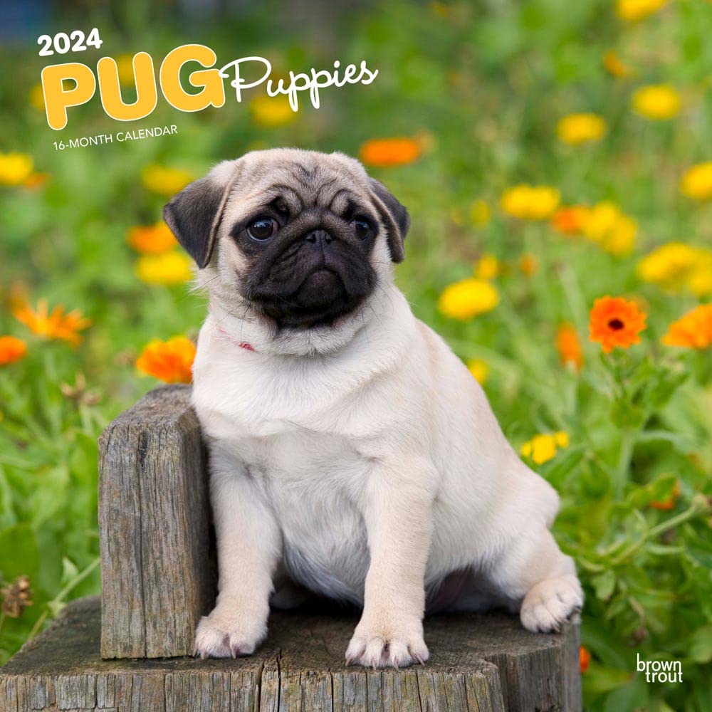 Buy Pug Puppies | 2024 12 x 24 Inch Monthly Square Wall | BrownTrout ...