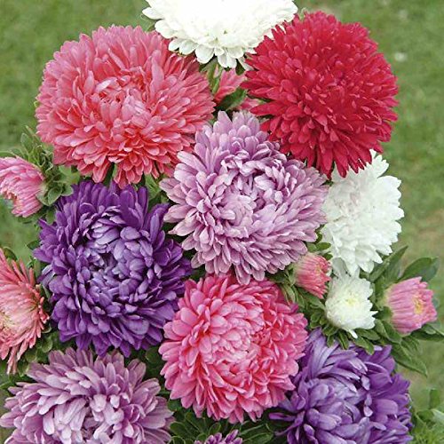 Aster Flower Seeds Hybrid Plant Live pack of 50 By Zabbus : Amazon.in ...