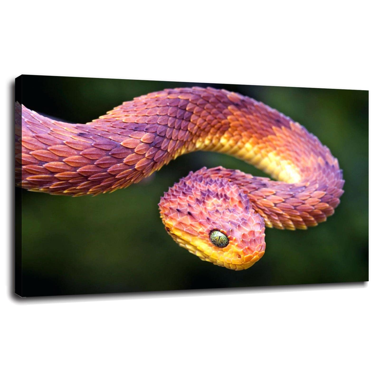 Red Wallpaper Viper Snake