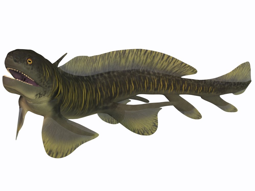 Orthacanthus