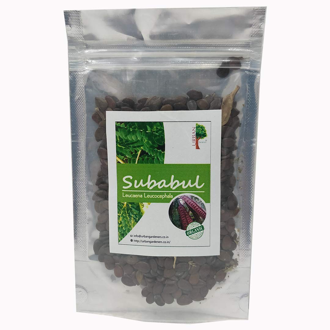 Urban Gardeners Safed Babool (Subabool) for planting - 100Gms : Amazon ...