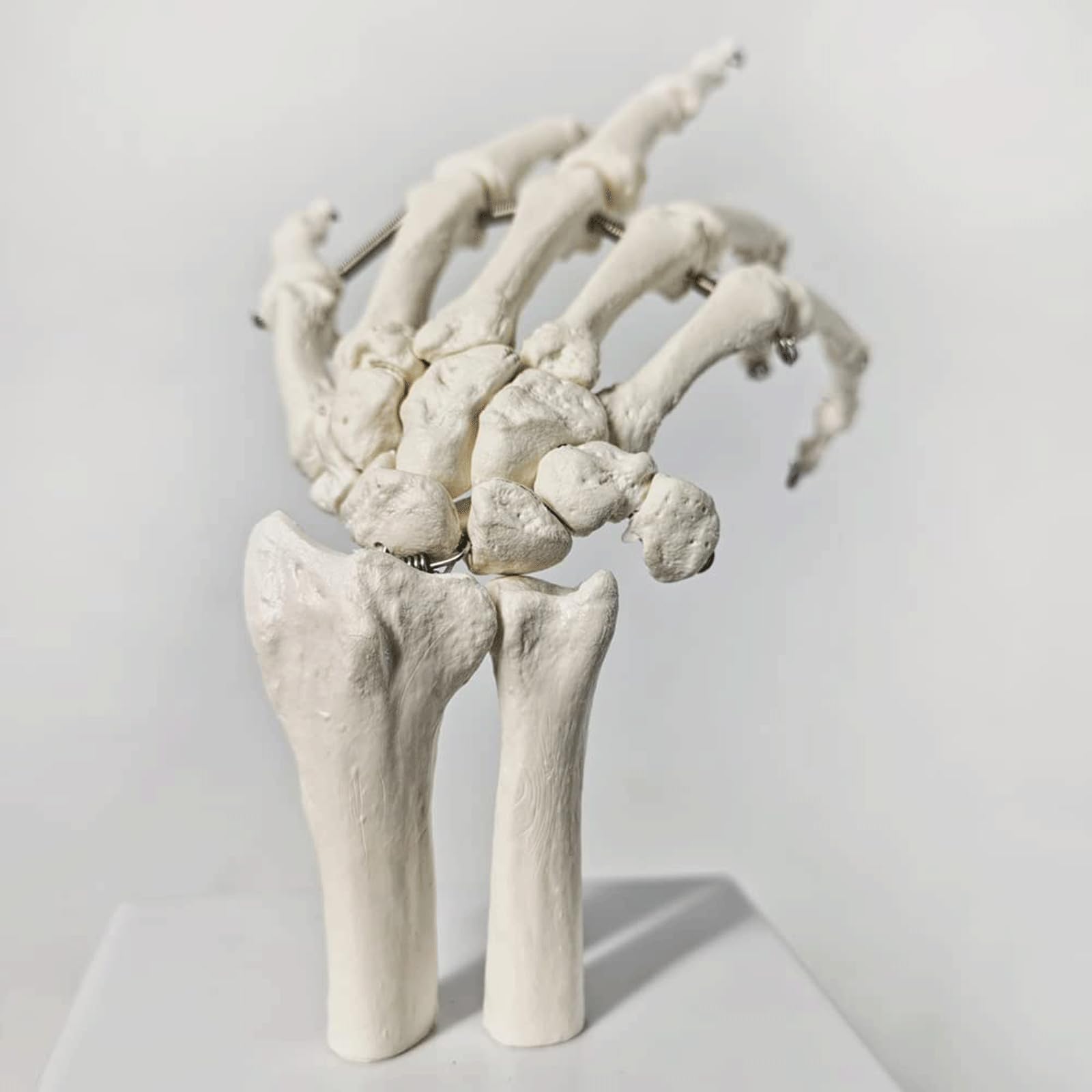 Huesos De La Mano Etiquetados