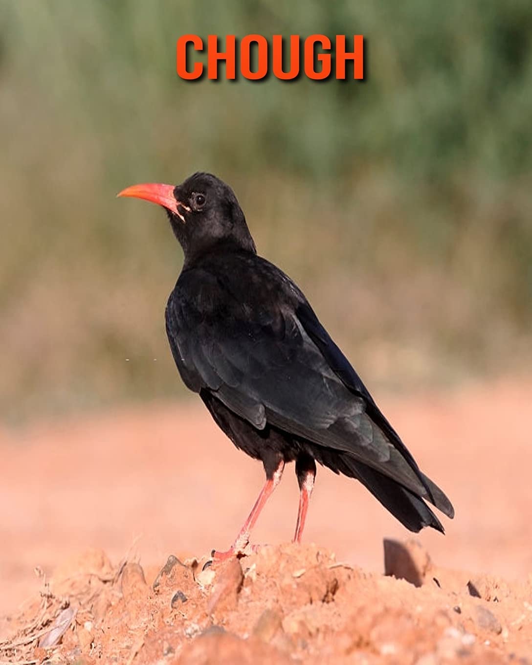 Buy Chough: Amazing Photos & Fun Facts Book About Chough For Kids ...