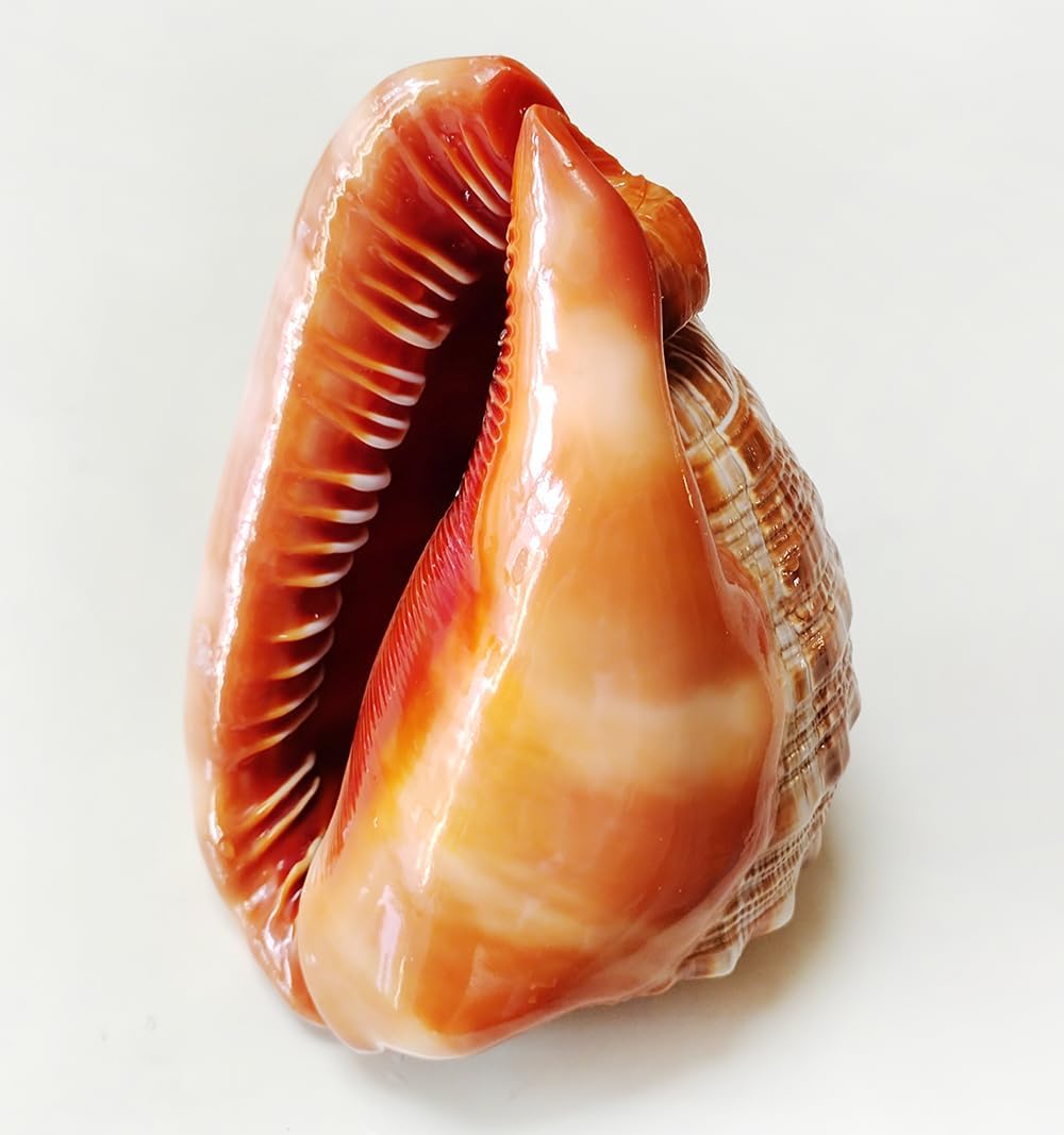 Amazon.com: LACMOPYLE 6" Large Orange Seashell, Natural Bull's Mouth ...