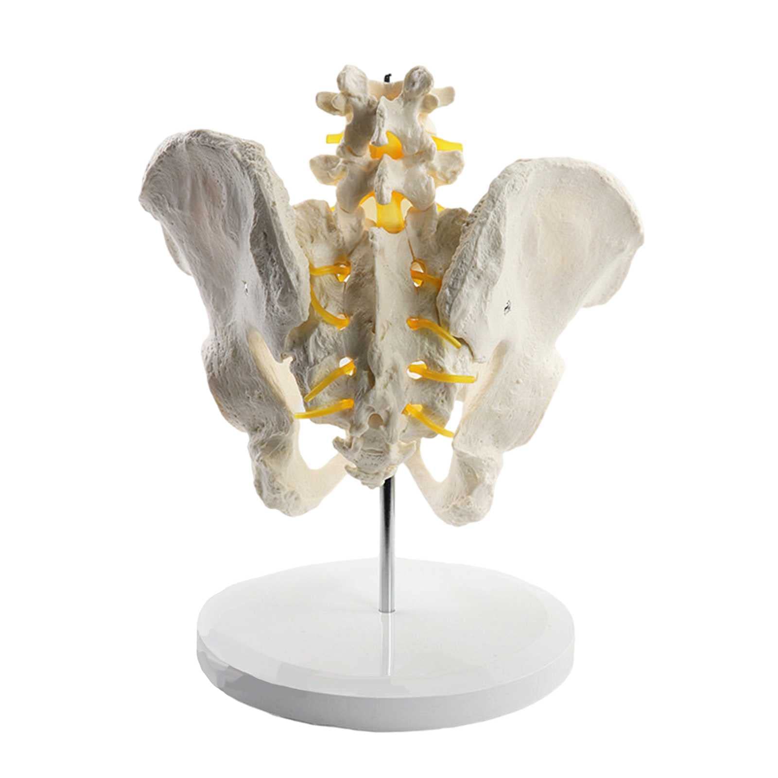 Pelvis Model Anatomy Spinal Column Model W Pelvis Sacrum Occipital ...