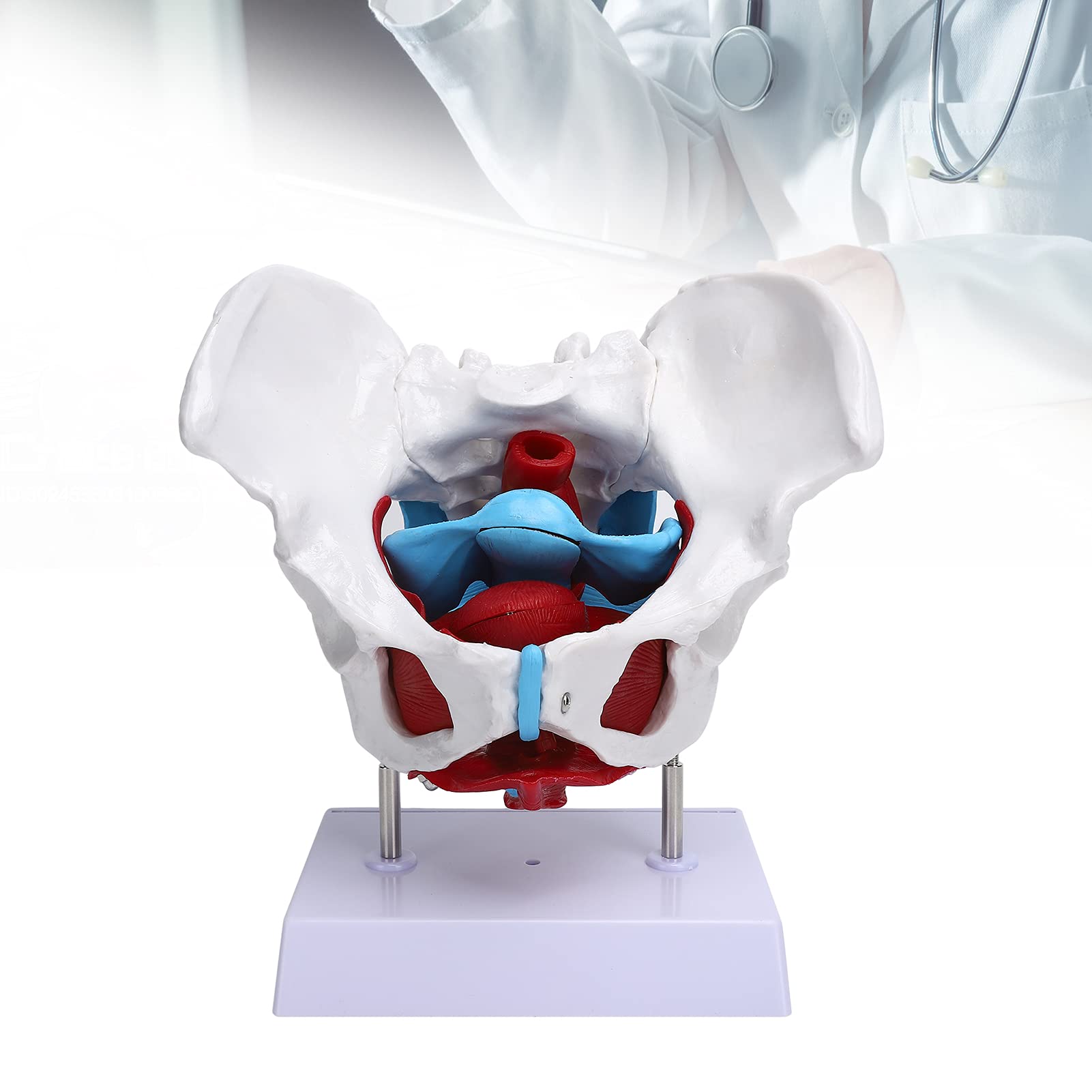 Buy Professional Pelvic Floor Muscle Model for Female Pelvic Hospital ...