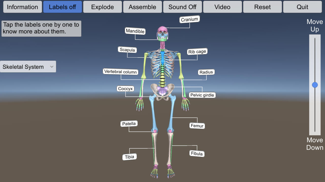 Skeletal System - App on Amazon Appstore