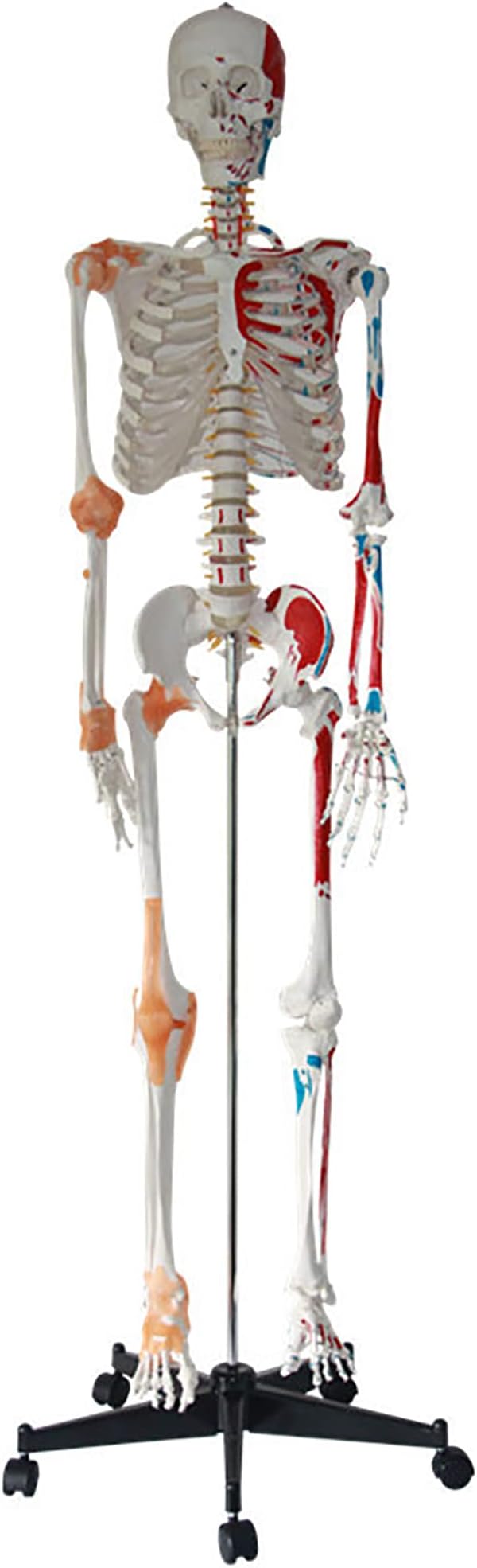YNB Life Size 170CM Human Skeleton Model Half-Edge Colored Half ...