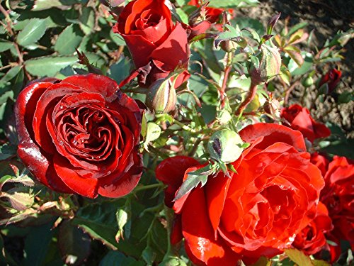 Ruby Celebration - Bareroot Floribunda Half Standard Rose - Deep Ruby ...