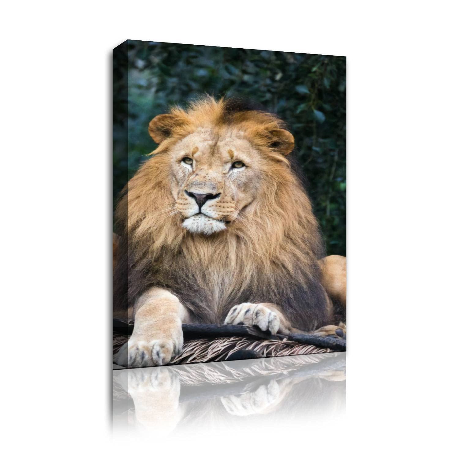 Katanga Lion
