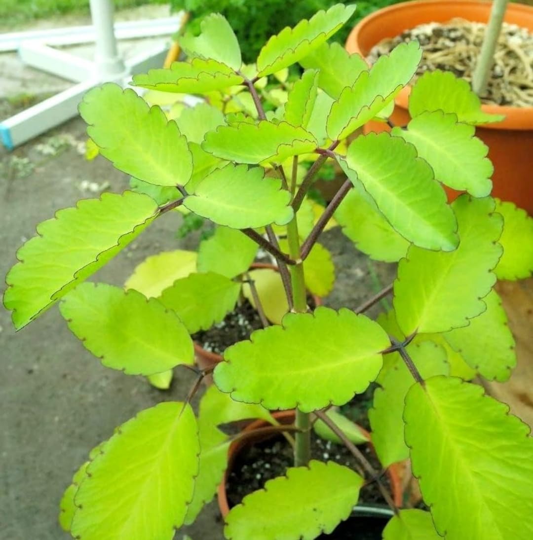 Gardenopolis - Patharchatta/Patharchoor/Panfuti/Bryophyllum Plant ...