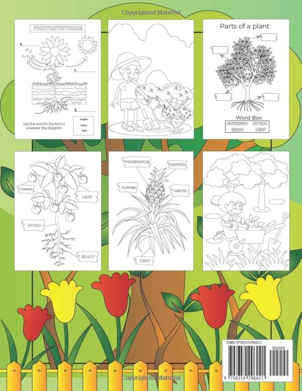 Photosynthesis Coloring Pages