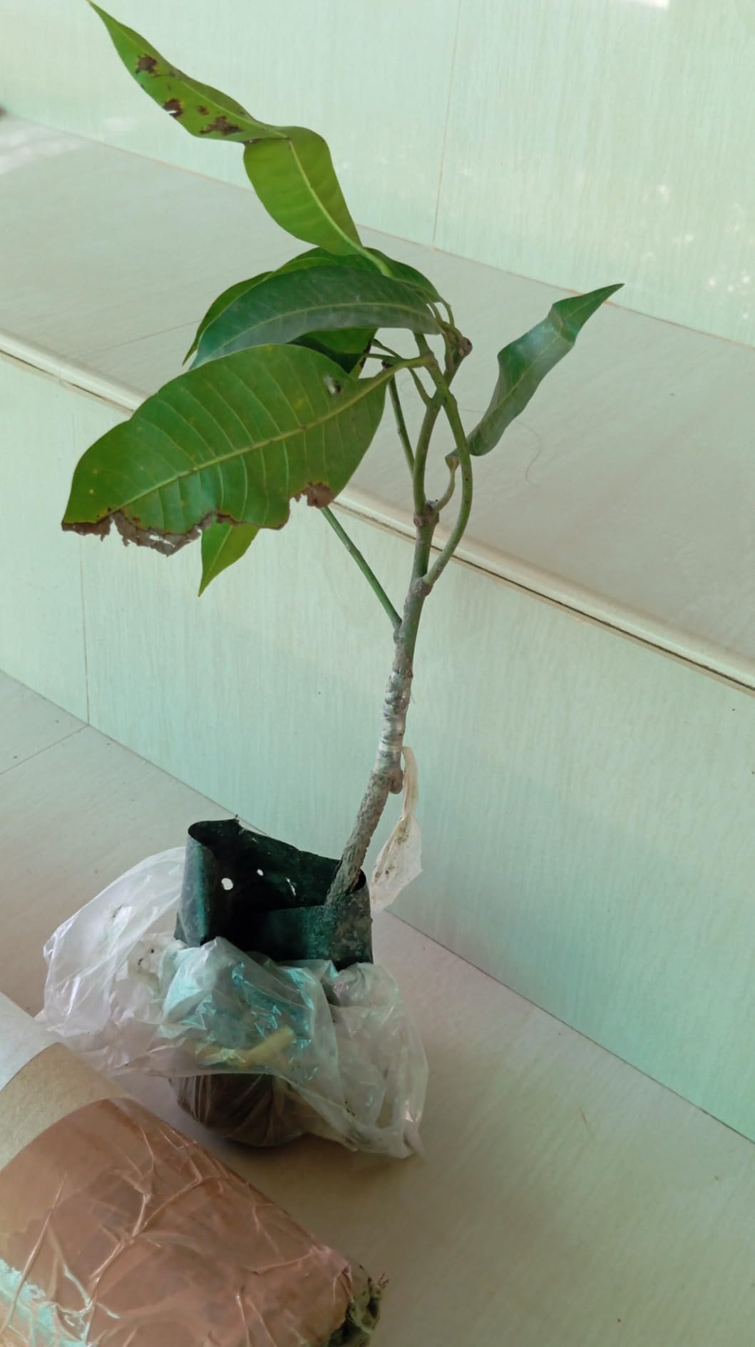 Cloud Farm Alphonso MangoPlant & Tree The King Of Indian Mango ...