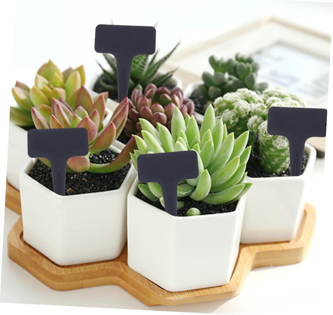 EXCEART 300 Pcs Mini Plants Plastic Planter Box Mini Succulent Plants ...