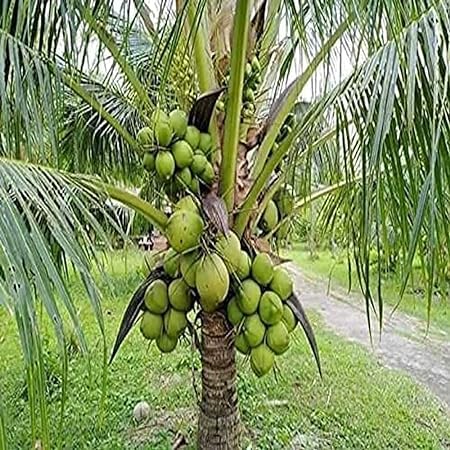 NADEEM'S World Coconut 'Malayan Green Dwarf' Live Plant Malaysian Dwarf ...
