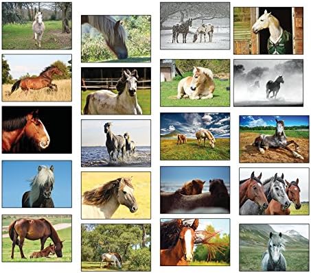 Postkarten Pferde - 20 verschiedene Pferde-Postkarten-Set ideal für ...