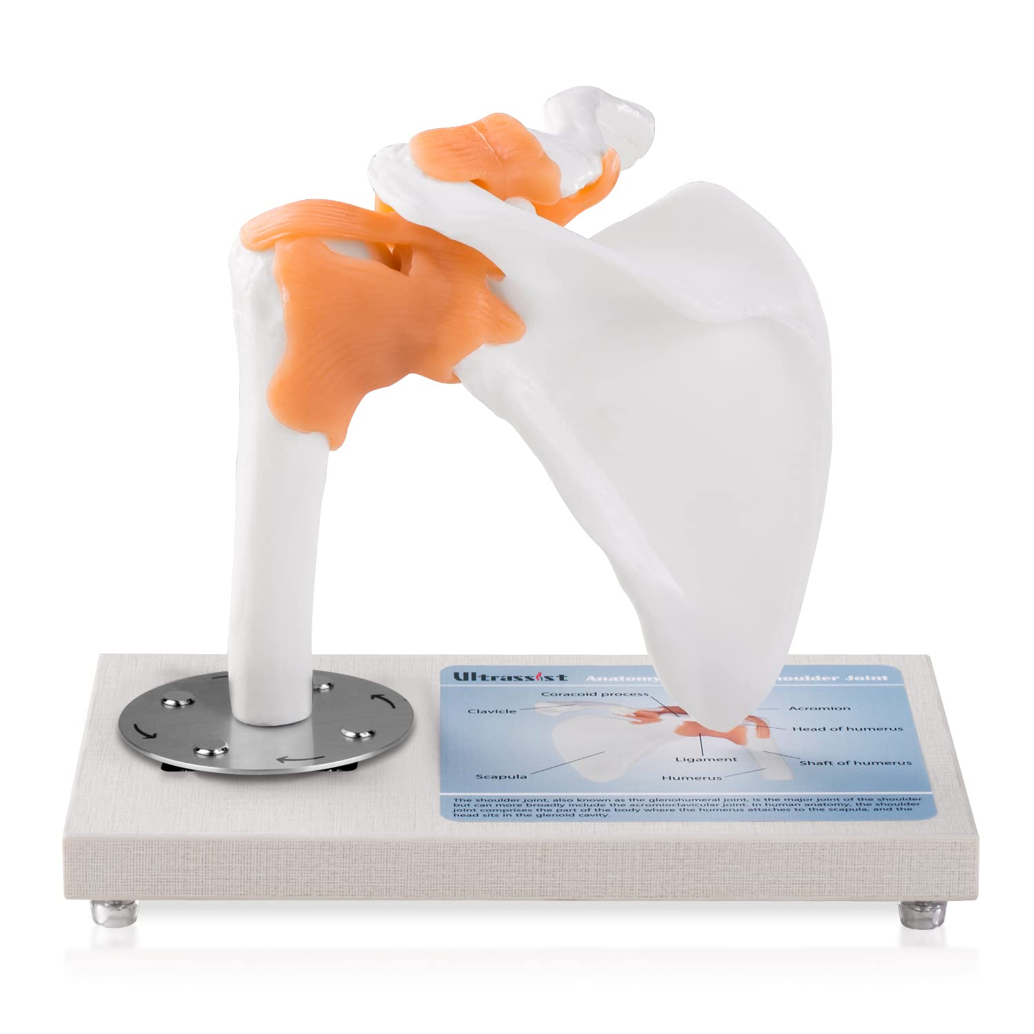 Buy Ultrassist Human Shoulder Joint Model with Ligaments, Flexible 1:1 ...