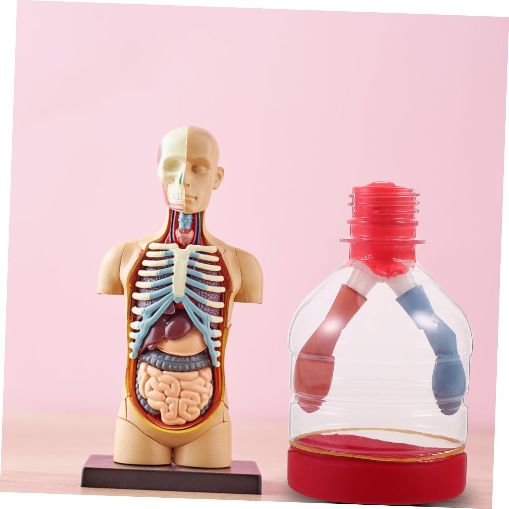 Respiratory System Model For Teens