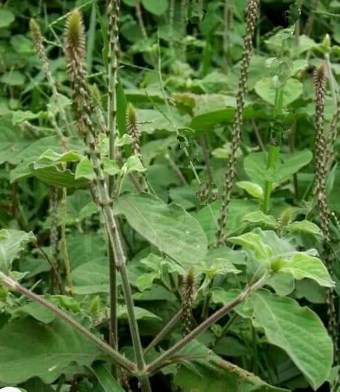 Apamarga Live Plant, Ayurvedic Medicinal Herb for Digestive Health and ...