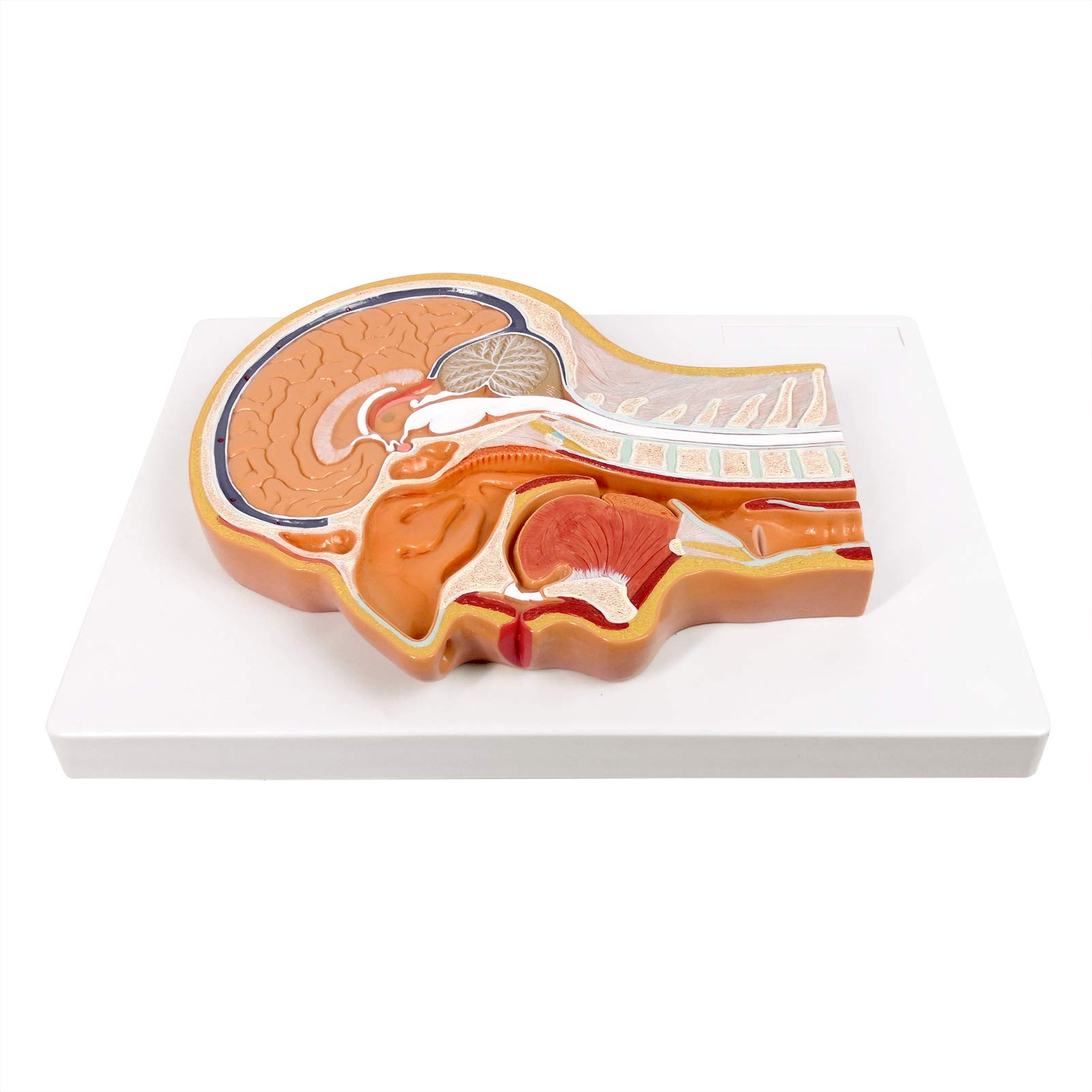 Snapklik.com : Human Relief Median Section Head Model, Head And Brain ...