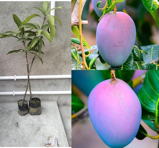 Purple Original Miyazaki Mango Plant (Combo Pack Of 2-Plant Height - 2 ...