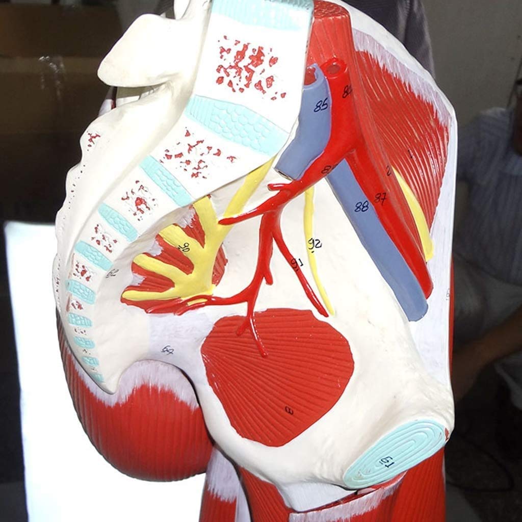 Buy Human leg muscle anatomical model of the - human anatomy Science ...