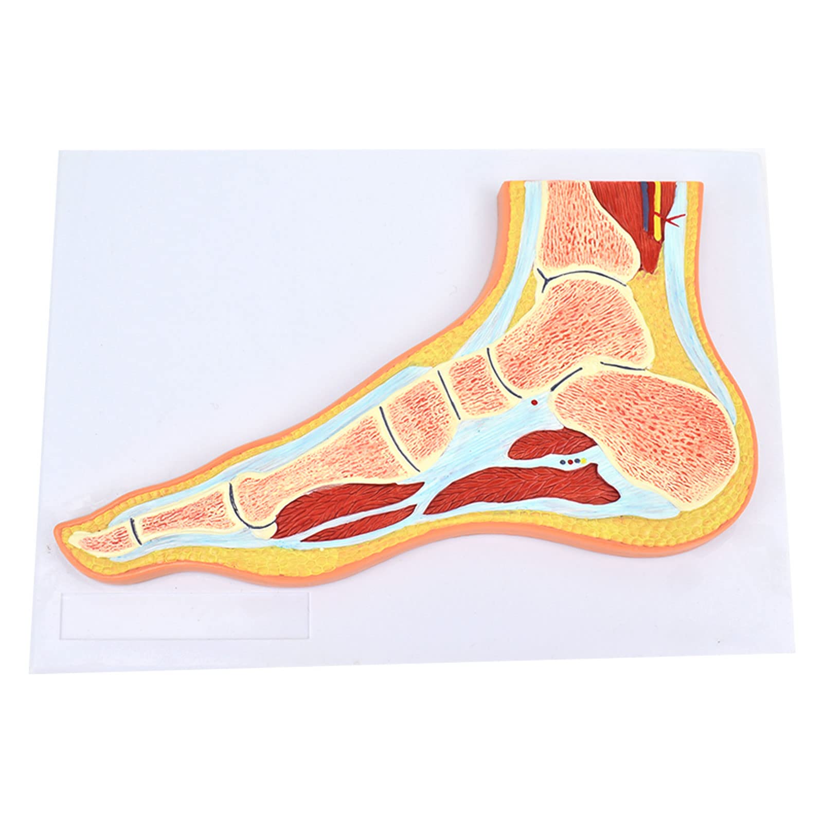 Buy Scientific Anatomy Model of Human Foot Joint Skeletal Muscle Model ...