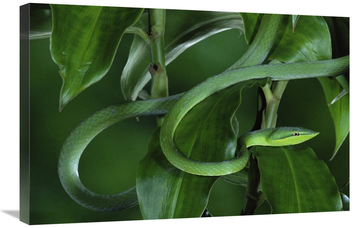 Galería De La Serpiente Verde Tour Nocturno : Encontrar Serpientes Y