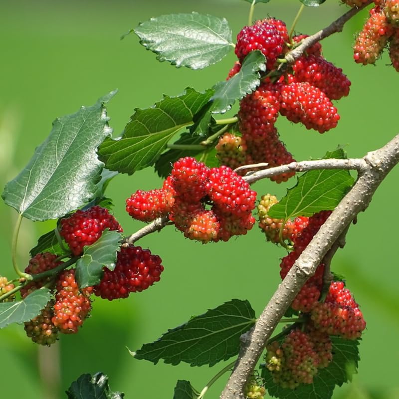 Amazon.com : Set 2 Red Mulberry Trees Plants 5 to 8 Inch Height, Sweet ...