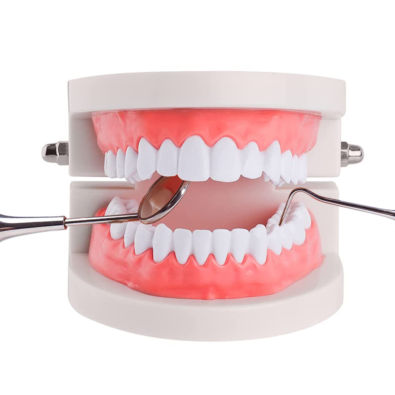 Snapklik.com : Standard Teeth Model, YOUYA DENTAL Kids Dental Teaching ...