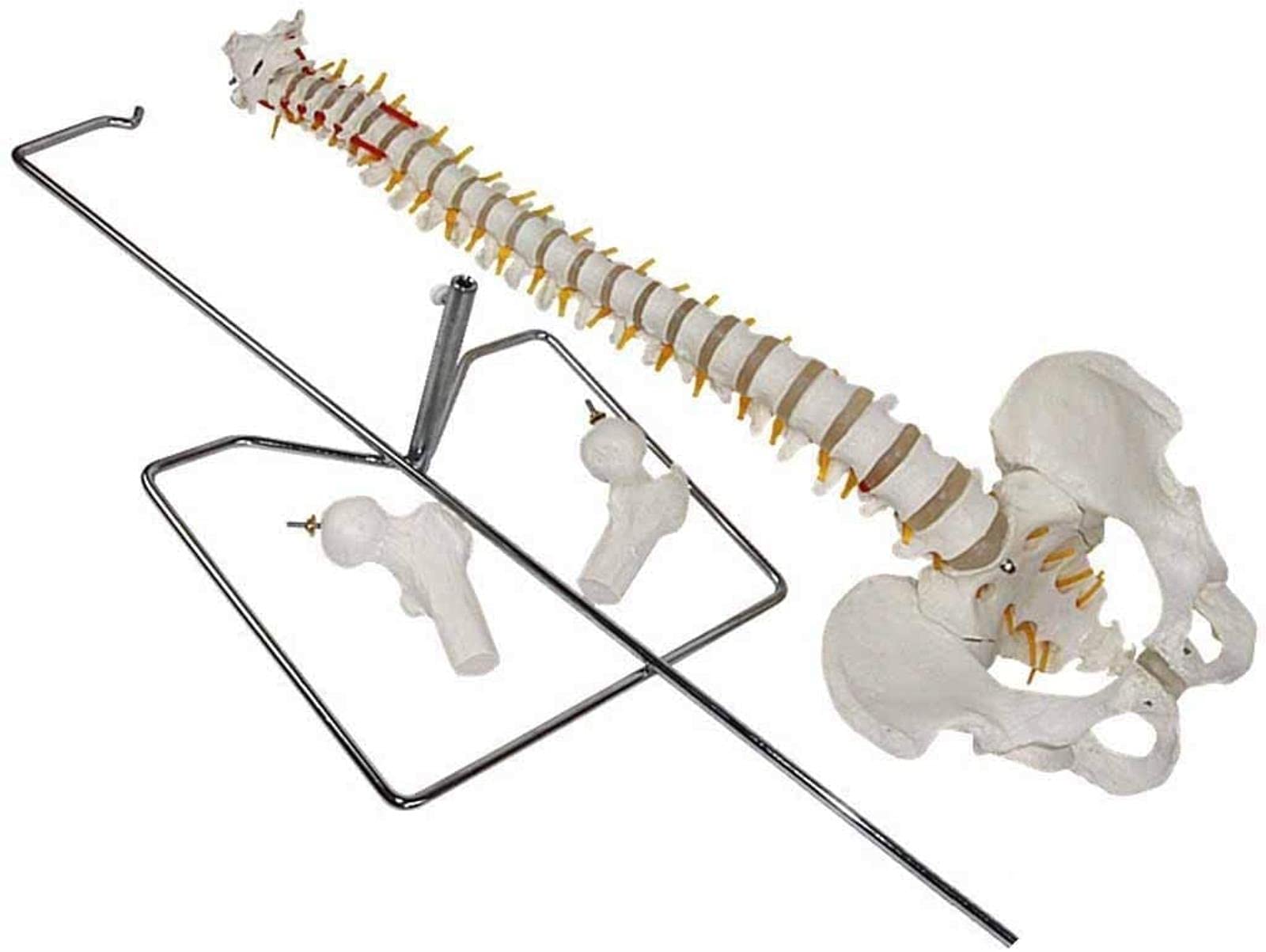 Buy High quality Flexible Spine Model, Life Size Human Spine Model with ...
