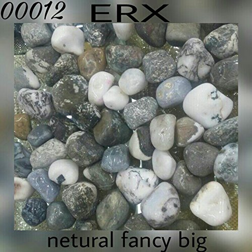 Pebbles Natural Stone Zebra 20 to 25 mm 1 kg 00012 : Amazon.in: Garden ...