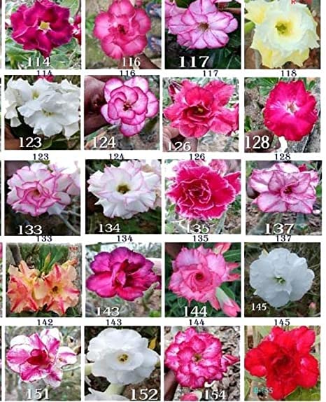 DIPA Grafted Adenium different colour guarantee double petals (Set of 6 ...