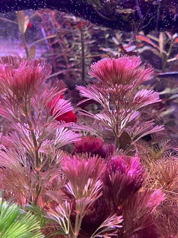 Amazon.com: Cabomba Purple Live Aquarium Plants Bunch, Live Aquarium ...