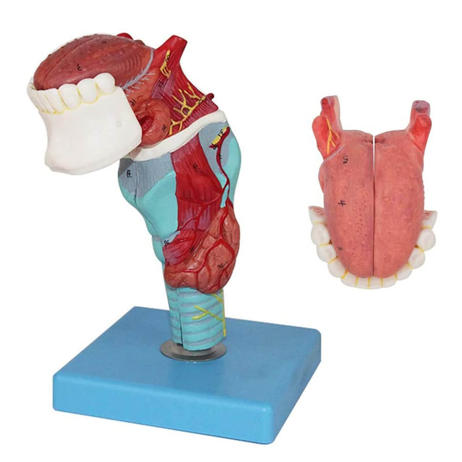Buy Human Larynx Anatomical Models with Tongue Medical Throat Model ...