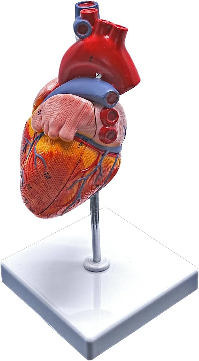 Amazon.com: Human Heart Anatomy Model, Life-Size 2-Part Cardiac ...