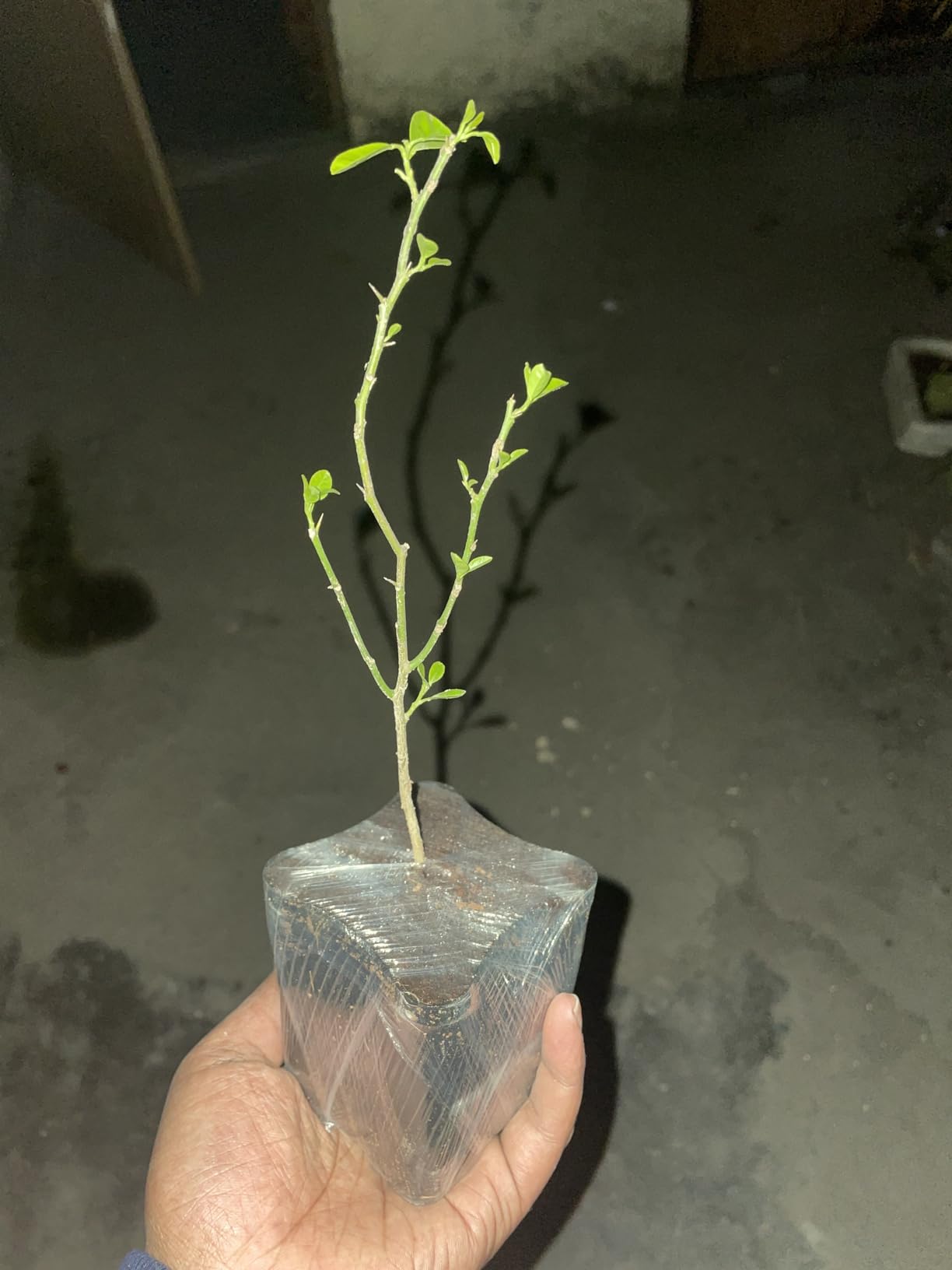 EverSneh Real Live Thai All Time SeedLess Lemon Plant Nimbu Plant Nibu ...