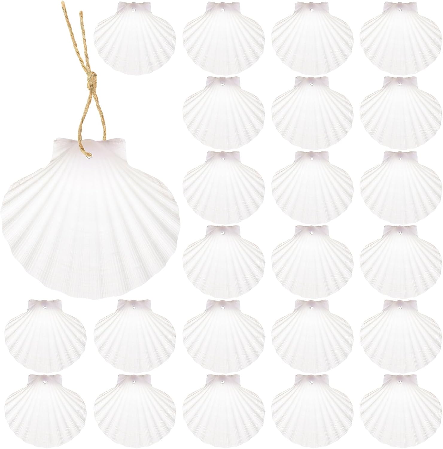Amazon.com: BTCVKJLM 24Pcs Scallop Shells White Natural Seashell 2"-3 ...
