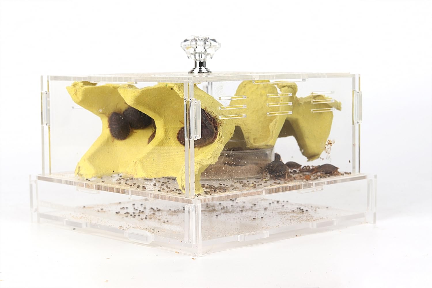 Amazon.com : WOLEDOE Acrylic Superworms Keeper, Mealworms Container fit ...