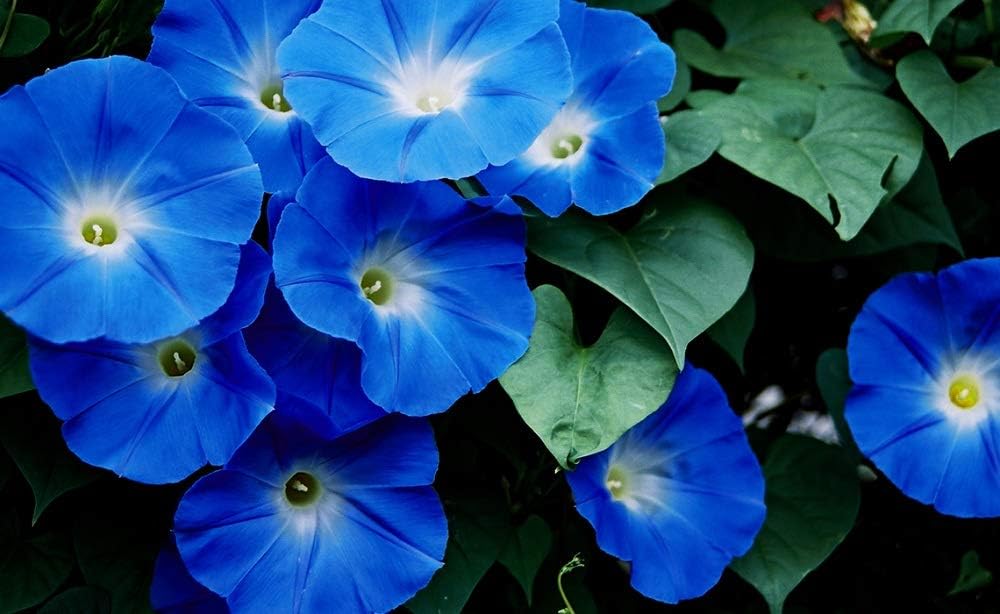 Amazon.com : Heavenly Blue Morning Glory, Large Packet of 1,500 Seeds ...