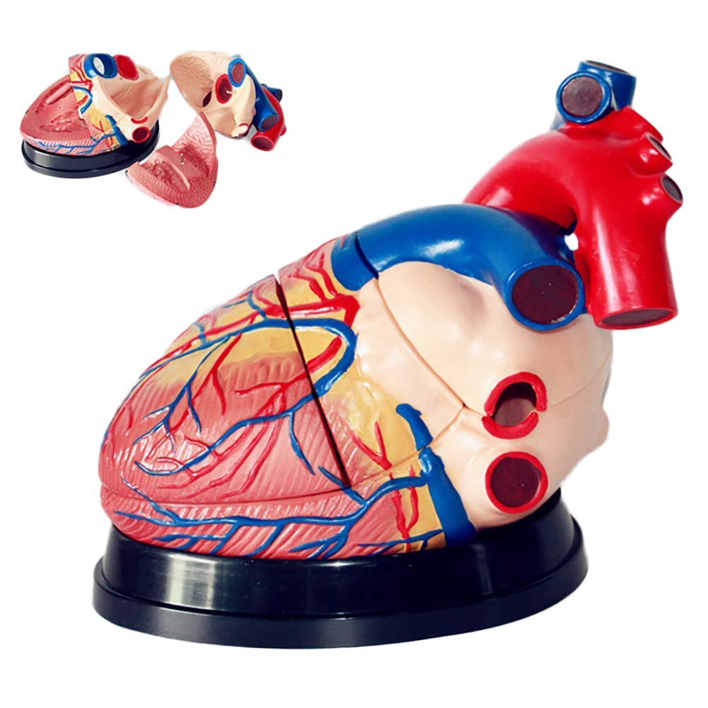 Buy Human Heart Anatomical Model 4X Life-Size Detachable Cardiac ...