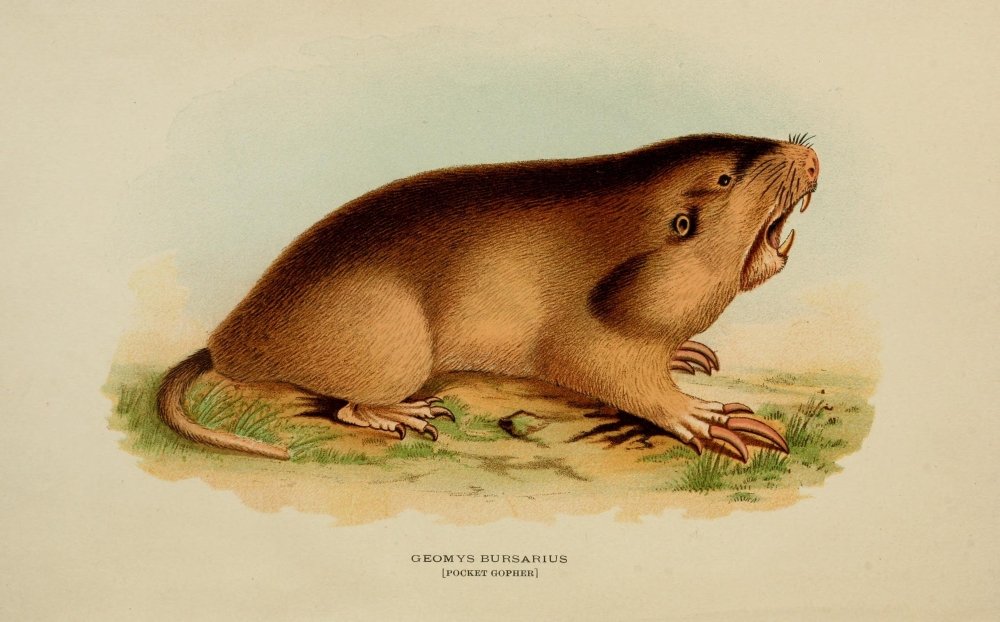 Pocket Gopher Clip Art
