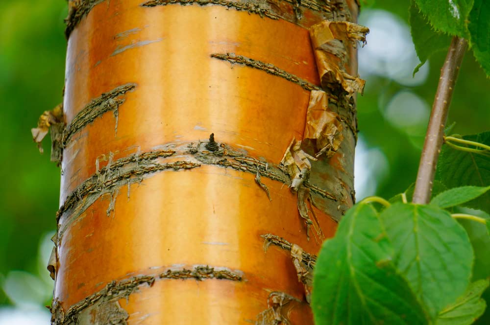 Chokecherry Bark