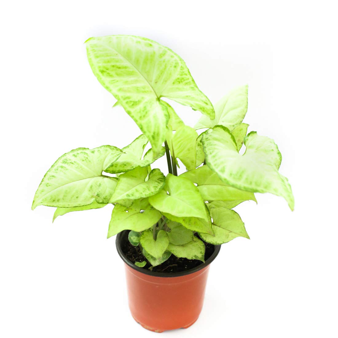 Masu Homes White Syngonium Plant in Plastic Planter : Amazon.in: Garden ...