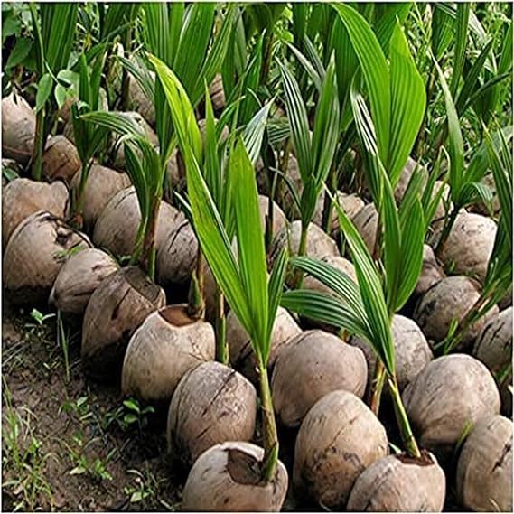 Hybrid Rare Coconut Live Plant Dwarf Coconut Live Plant | Kerala Nature ...