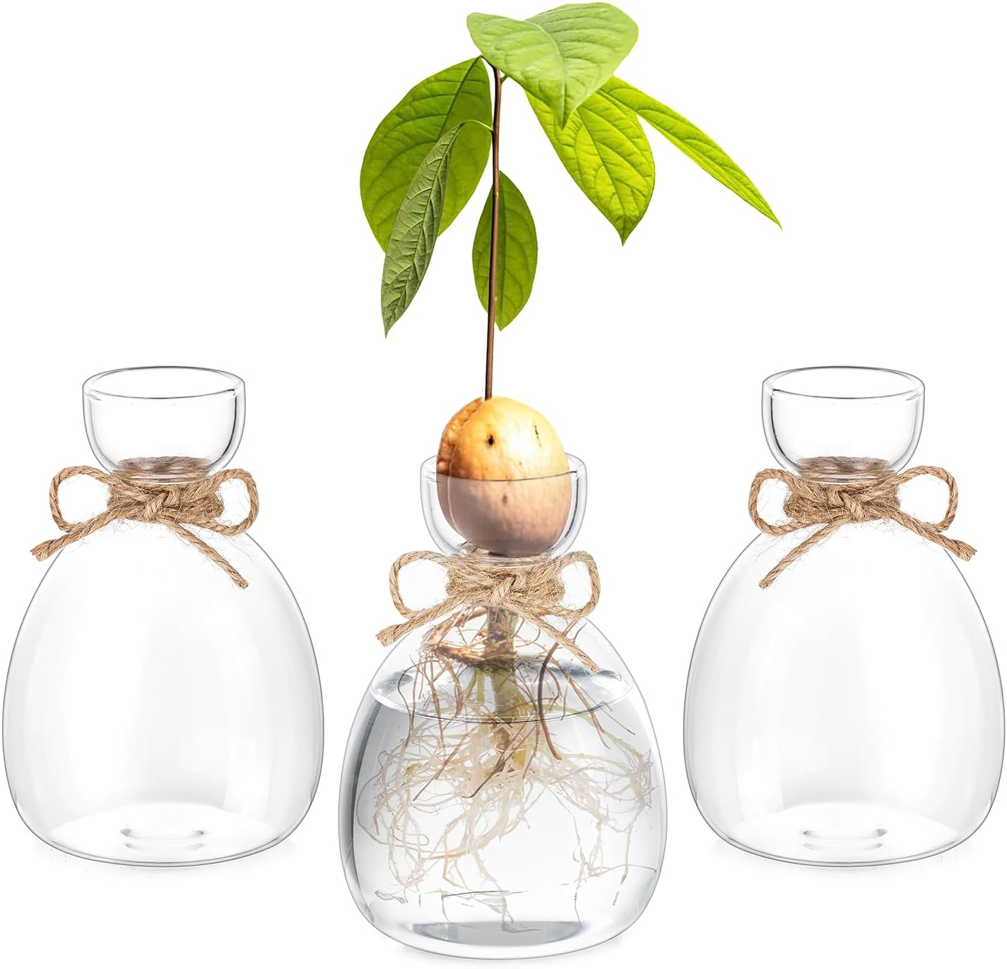 Amazon.com : Avocado Seed Starter Planter Vase Pot Avocado Tree Growing ...